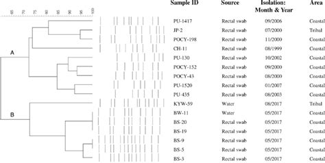 Pfge Patterns Of Noti Digested Vibrio Cholerae O139 Strains With