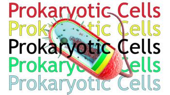 Prokaryotic Cell Structure And Function By Jeremy Mohn TPT