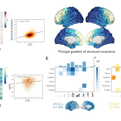 Maturational And Transcriptomic Links To Laminar Thickness Covariance