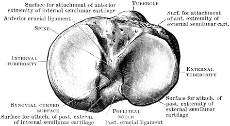Upper Surface Of Tibia Clipart Etc