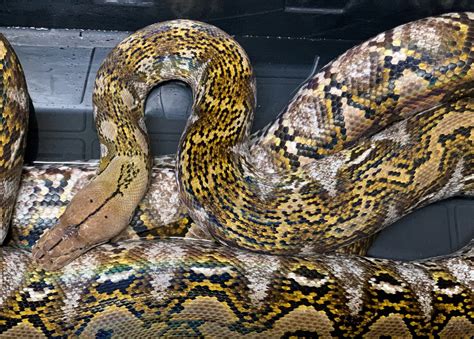 Selayer Dwarf Reticulated Python Traits Morphpedia