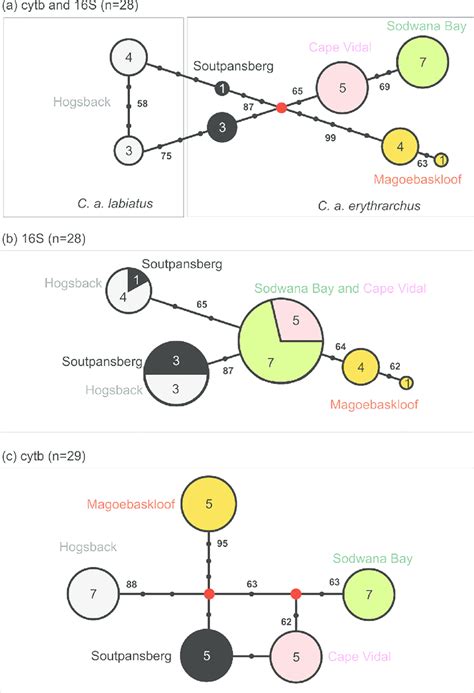 Maximum Parsimony Reduced Median Haplotype Networks A Combined 16s Download Scientific