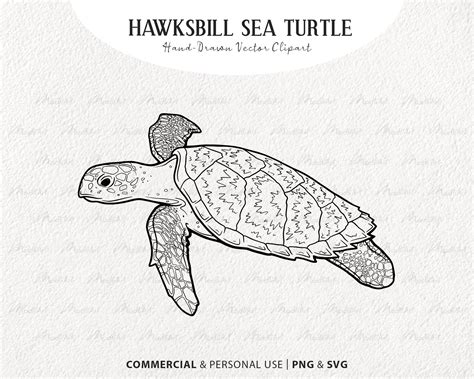 Hawksbill Sea Turtle Drawing Sea Turtle Drawing Swimming Sea Turtle