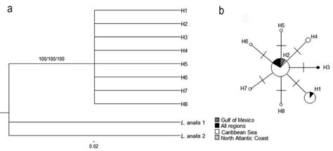 A Bayesian Maximum Likelihood And Neighbor Joining Tree Of The Download Scientific Diagram