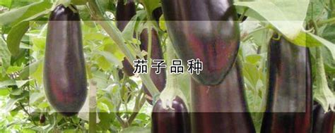 茄子品种 发财农业网