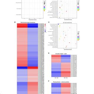 Heat Map Clustering Analysis Of KEGG Enrichment Results Of Metabolic