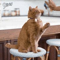 Good Job Cat S Find And Share On Giphy