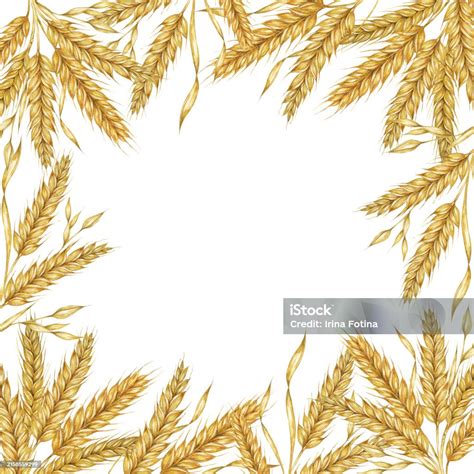 밀 귀 사각형 프레임입니다 보리 줄기 수채화 빵 밀가루 포장 소박한 클립 아트 에 대 한 헛간 결혼식 초대장 추수 감사절