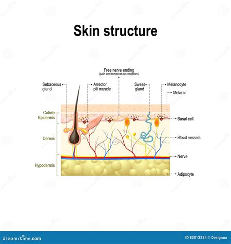 Diagram Structure Of Cross Section Of The Skin Edexcel Igcse