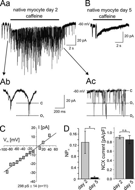 A Membrane Currents Related To Spontaneous And Caffeine Induced Ca 2
