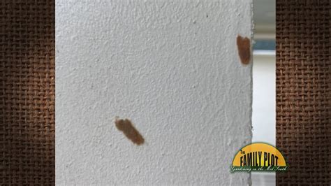Tiny Yellow Worms On Ceiling Shelly Lighting