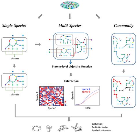 Metabolic Modeling Of The Gut Microbiome A Single Species Gem Is