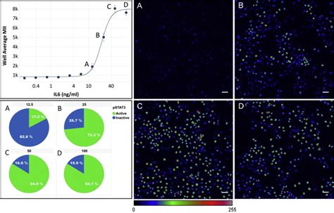 Dose Response Characterization Of The Activation Of Stat3 By Il 6 The