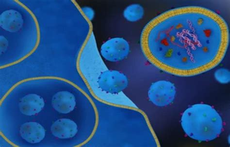 Drug Loading Approaches Of Exosomes Creative Bioarray Creative Bioarray