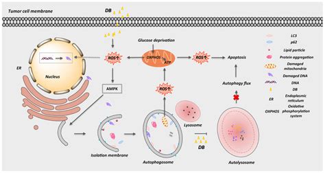 Schematic Representation Of Db Induced Autophagy Inhibition And