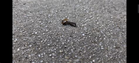 A Larvae Using Shell R Insects