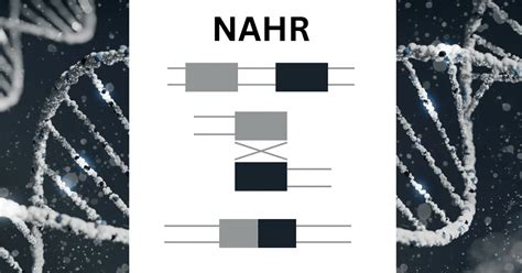 Non Allelic Homologous Recombination A Comprehensive Guide