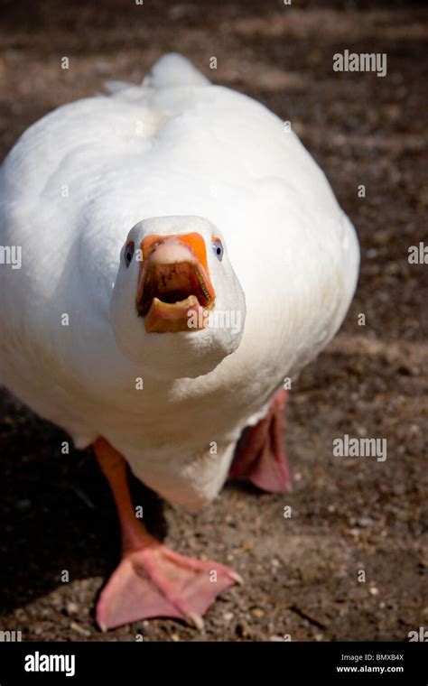 Angry Goose Attack