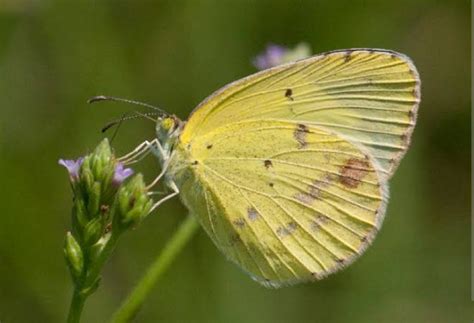 21 Types Of Yellow Butterfly Species — Identification Guide American