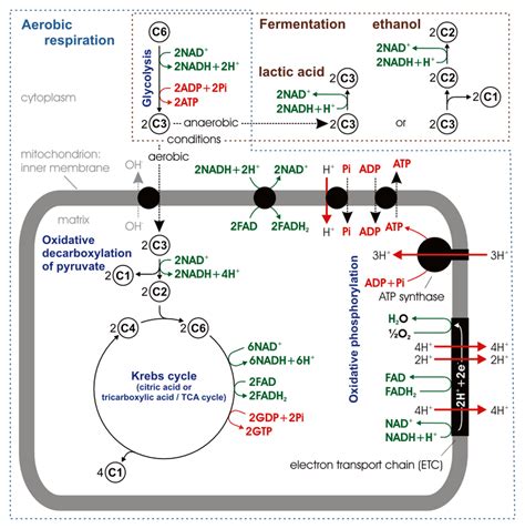Stoichiometry Of Aerobic Respiration And Most Known Fermentation Types