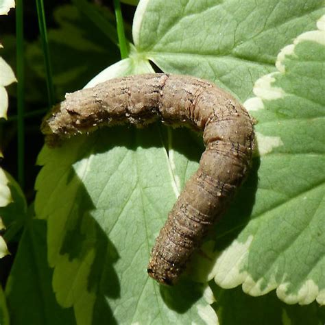 Unknown Catocola Catocala Bugguidenet