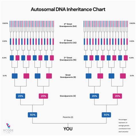 Haplogroups The Key To Unraveling Ancestral Origins