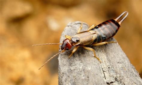 How To Get Rid Of Earwigs In The Garden Homestead Acres