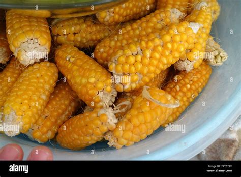 Gmo Corn