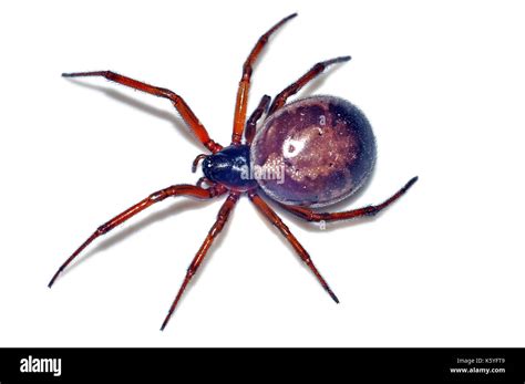 False Black Widow Spider Identification