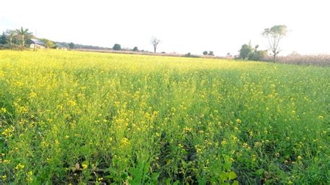 မိုးနဲမြို့နယ်၌ ဆီထွက် မုန်ညင်းစိုက်ခင်းများကို တစ်ပိုင်တစ်နိုင် စိုက်ပျိုးသူ များပြားလာ