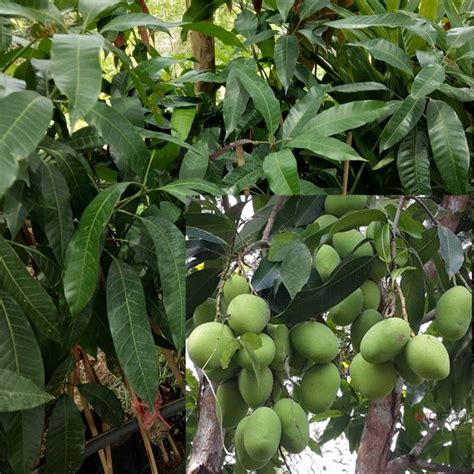 ต้นมะม่วงเบาปักษ์ใต้ แท้ 100 กิ่งทาบ เป็นมะม่วงพันธุ์พื้นบ้านทางภาคใต้ ออกลูกดก 1ต้น