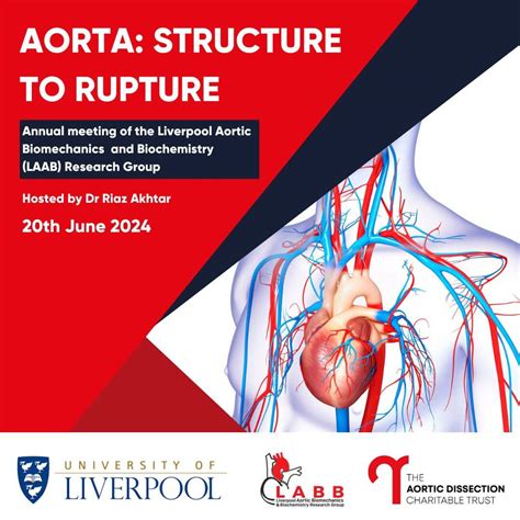Aorta Structure To Rupture 2024 Research Event In Liverpool