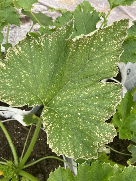 What Happens To My Zucchini Leaves Disease Pests Fungus R Gardening