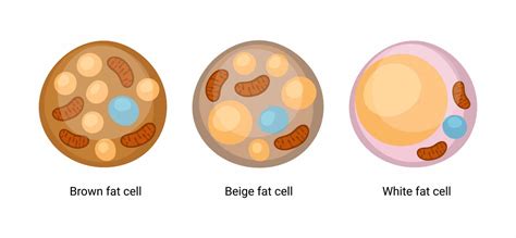هل تساعد الدهون البنية Brown Fat على عملية إنقاص الوزن Egyfitness