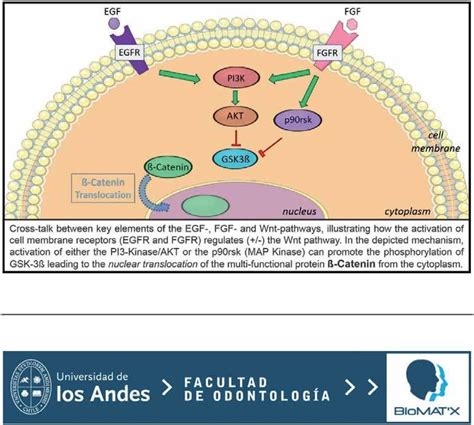 Egf And Fgf Pathway S Interaction With ß Catenin And Canonical Wnt Download Scientific Diagram