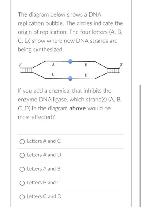 Solved The Diagram Below Shows A Dna Replication Bubble The
