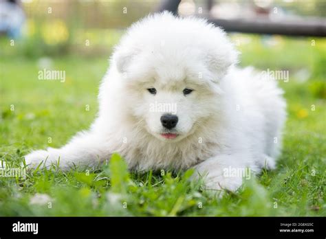Black Samoyed Puppies