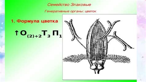 Злаковые - презентация онлайн