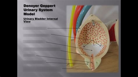 Urinary System Lab Diagram Quizlet