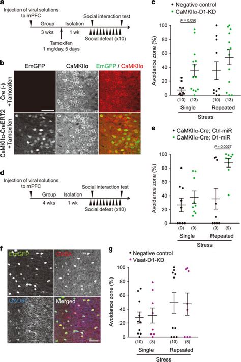 Medial Prefrontal Cortex Mpfc Excitatory Neurons Are The Site Of