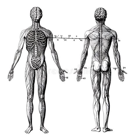 Anatomical Illustration Of The Human Body Front And Back View Showing
