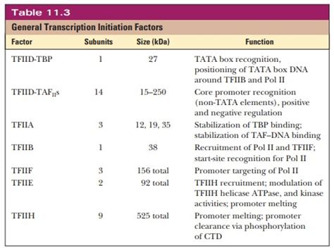Transcription In Eukaryotes