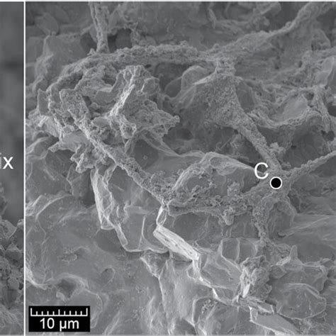 scanning electron microscope sem photomicrographs and energy