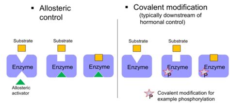 Covalent Regulation