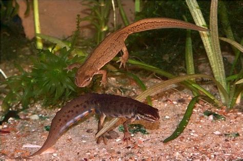 Common Newt Lissotriton Vulgaris Species Information Page Also Known As Smooth Newt