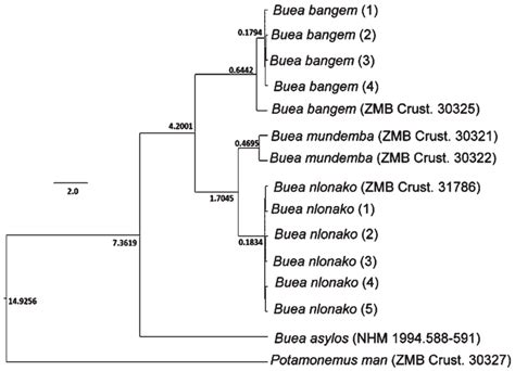 Bi Tree Topology For Buea Species From Cameroon Derived From Coi Mtdna