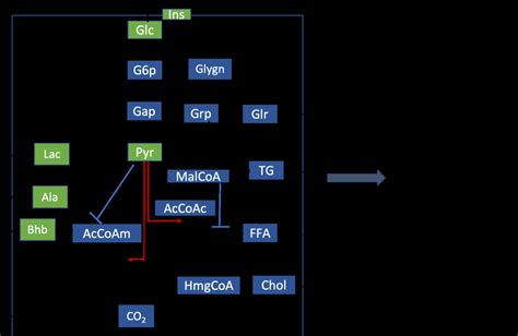 Metabolic Network Considered In Each Organ In The Human Whole Body Download Scientific Diagram