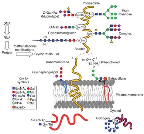 Glycosylation Protein Detection At Jewel Jones Blog