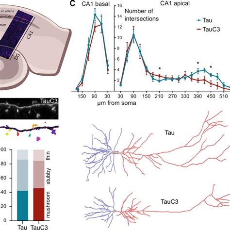 Tauc3 Induces Region Specific Dendritic Atrophy In Ca1 Neurons Of The Download Scientific