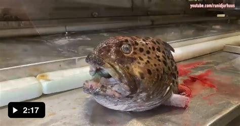 A Beheaded Catfish Head That Can Still Bite And Chew 9gag